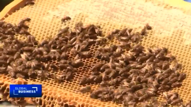 Australia's Bees: Kangaroo Island's bees, ecosystem recovering from ...