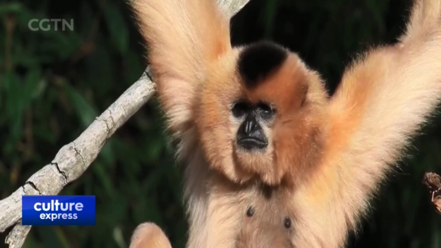 Protecting Endangered Species: Hainan gibbon, one of world's critically ...