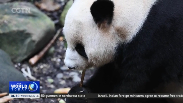 Panda Protection: How technology is reshaping conservation in China - CGTN