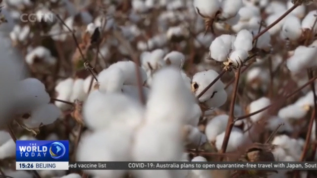 Xinjiang Cotton: Official: Cotton production output in 2021 better than ...