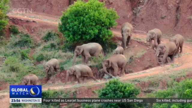 Returning home: A look back on the return of migrating elephants to ...