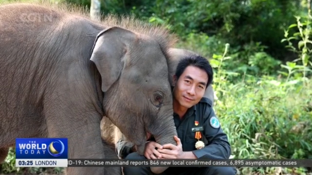 China's Model Workers: 'Elephant dad' honored for exceptional work with ...