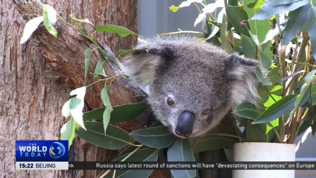 Climate Crisis: New report finds Australia's environment in critical ...