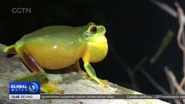 Australia Frogs Death Mystery: Amphibians are dying en masse for second ...