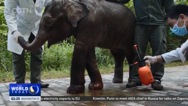Ecological Protection: Conservation efforts increase population of ...