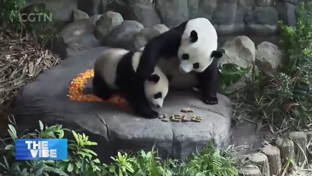 Pandamonium in Singapore: Fans make weekly visits to catch milestones ...