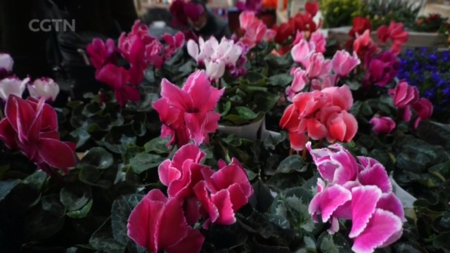 China Spring Festival: Flower markets embrace the sales boom ahead of ...