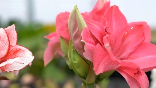 Chinese New Year: Flowers add to holiday festivities - CGTN
