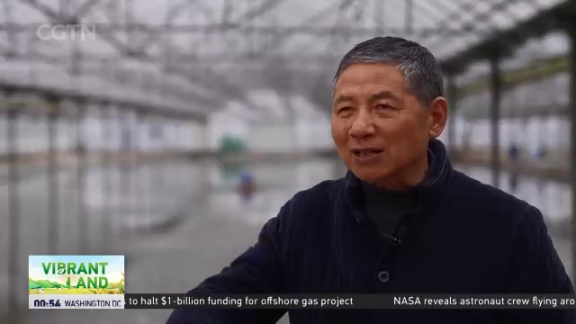 Vibrant Land: Yangtze tapertail anchovy facing extinction in east China ...