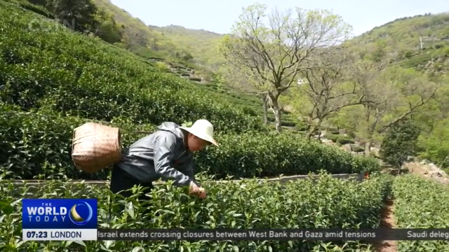 A Taste of Spring: Henan beaming with abundance of green tea - CGTN