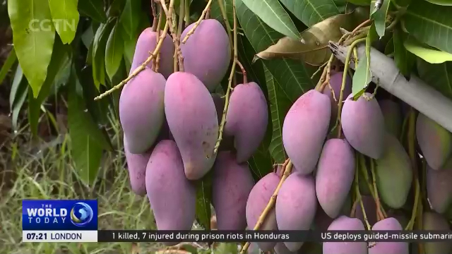 Hainan Trade: Tropical fruits from southern region sought after at home ...
