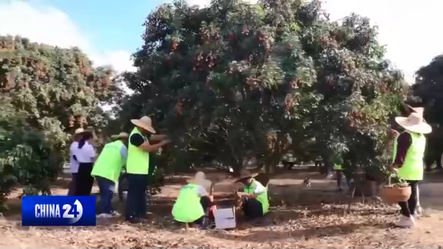 Xi in Guangdong: Genzi Town in Maoming leads in lychee planting in ...
