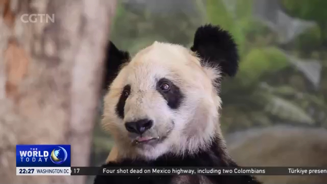 Ya Ya Returns to China: Fans send best wishes for panda's homecoming ...