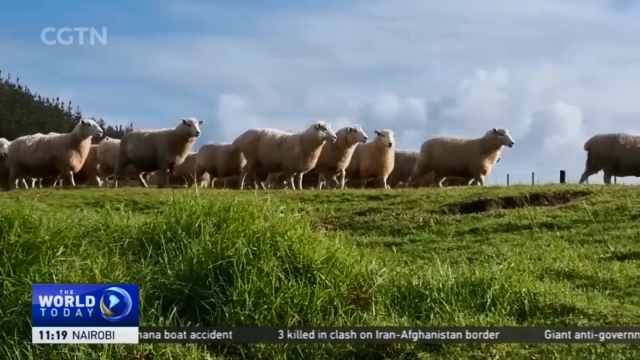 New Zealand's Sheep Decline: Sheep numbers fall to 170-year low of 25 ...