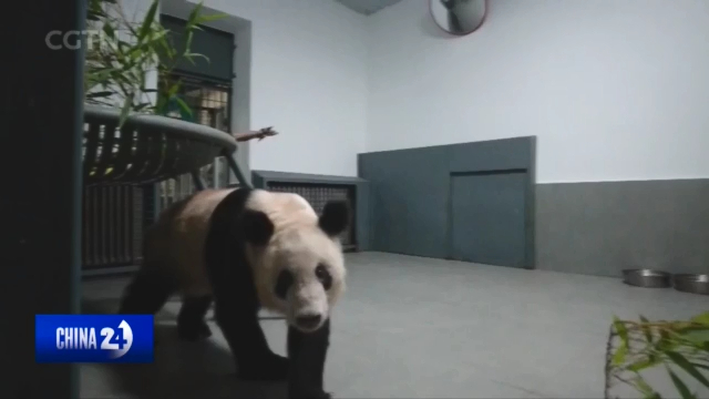 Panda Diplomacy: Giant panda Ya Ya returns to Beijing Zoo after 20 ...