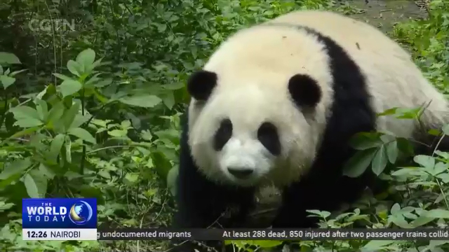 From Endangered to Vulnerable: Giant Panda He Hua unleashes new wave of ...