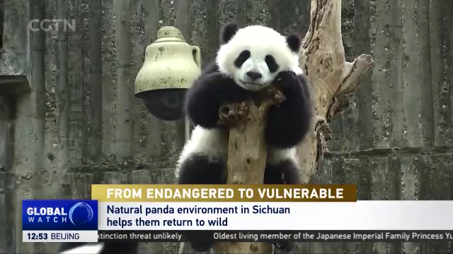 From Endangered to Vulnerable: Natural panda environment in Sichuan ...
