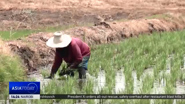 Climate Crisis: Rice production hits lowest level in 20 years - CGTN