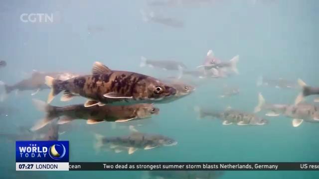 Fish Species Protection: Artificial breeding supplements a quarter of ...