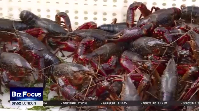 Crayfish Craze: China's crayfish capital Xuyi gets snappy as summer ...