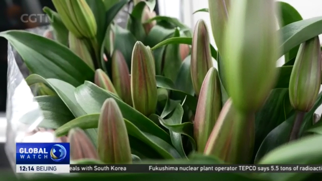 Chinese New Year: Exploring Guangzhou's Spring Festival flower frenzy ...