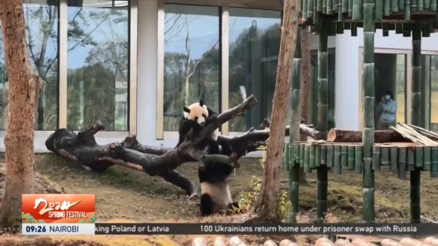 Chinese New Year: Ten pandas welcome their first Spring Festival after ...