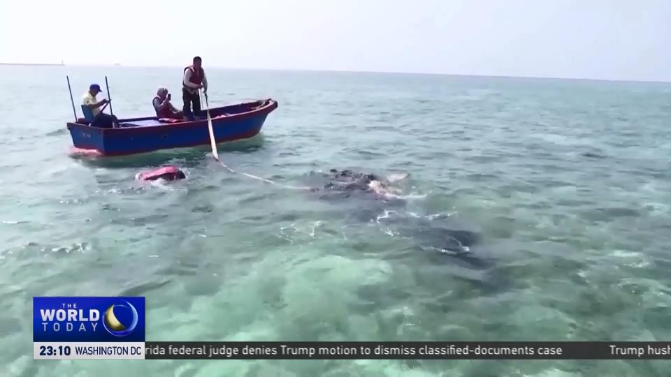 Marine Animal Rescued: Stranded whale shark towed back to deep sea in ...