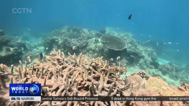 Protecting the Ocean: Chinese scientists intensify efforts to restore coral reefs - CGTN