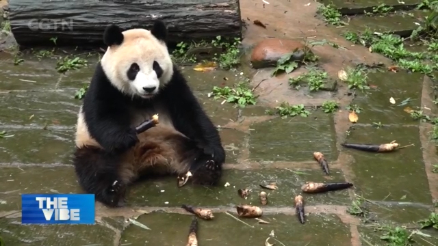 Giant Panda Protection: Two giant pandas begin journey to US, marking ...