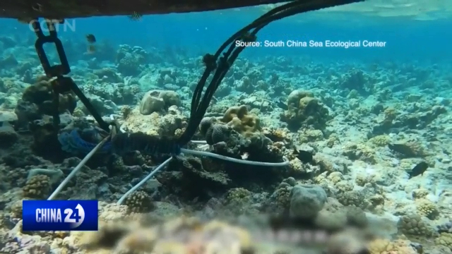 Killing Coral: Chinese scientists say grounded Philippine ship harms natural ecosystem at Ren'ai ...
