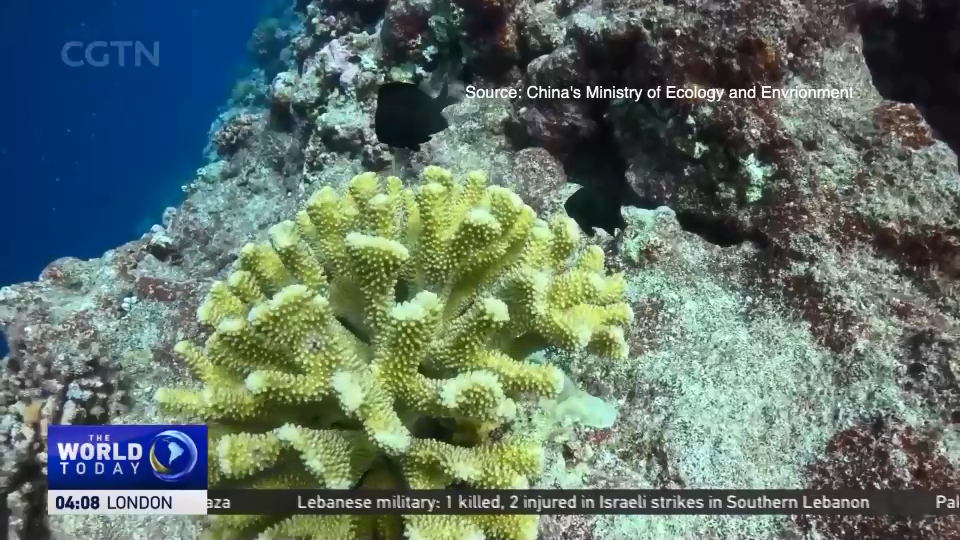 Blue Planet: Probes reveal protection, destruction of South China Sea coral reefs - CGTN