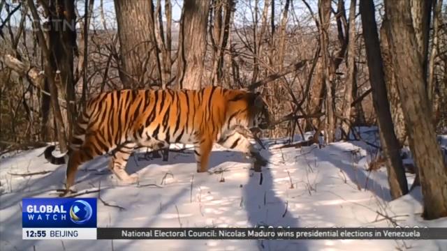 World Tiger Day: Patrol team works with local villagers to ensure tiger ...