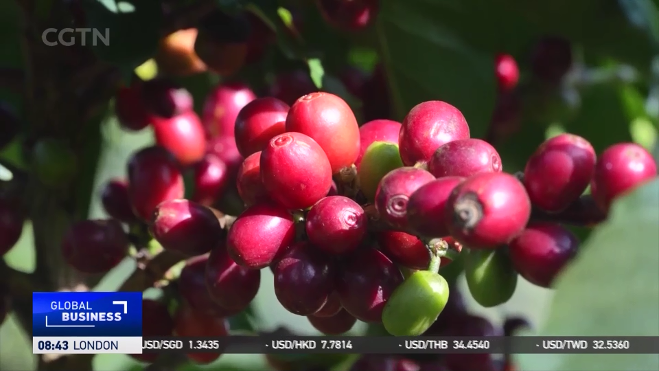 China Coffee Industry: Yunnan coffee beans gain traction in global ...
