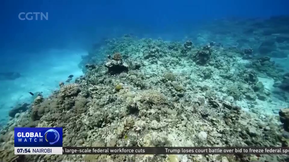 Ecological Protection: Chinese scientists aim to restore coral reefs in South China Sea - CGTN