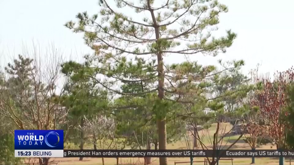Green China: A look at Chinese President Xi's tree planting tradition ...