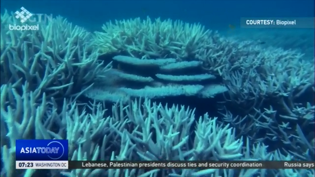 International Biodiversity Day: World's largest coral reef system under ...