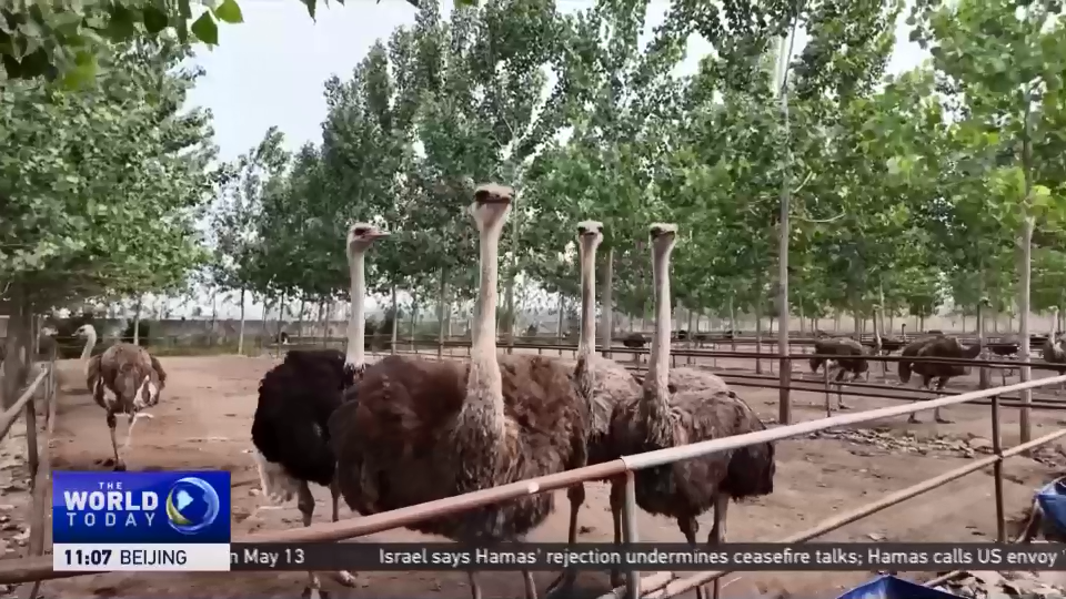 Livestream Economy: Ostrich feather duster goes viral as Chinese ...