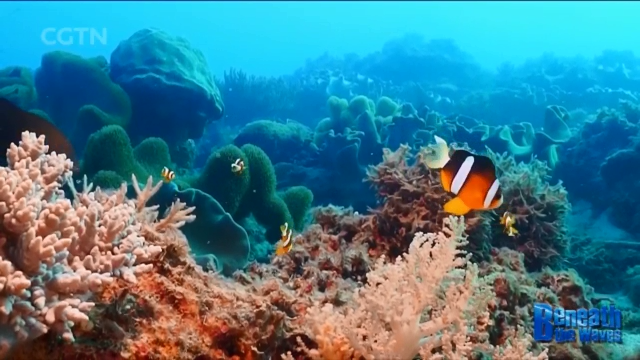 Coral Reefs Whisper: How can we save coral reefs together - CGTN