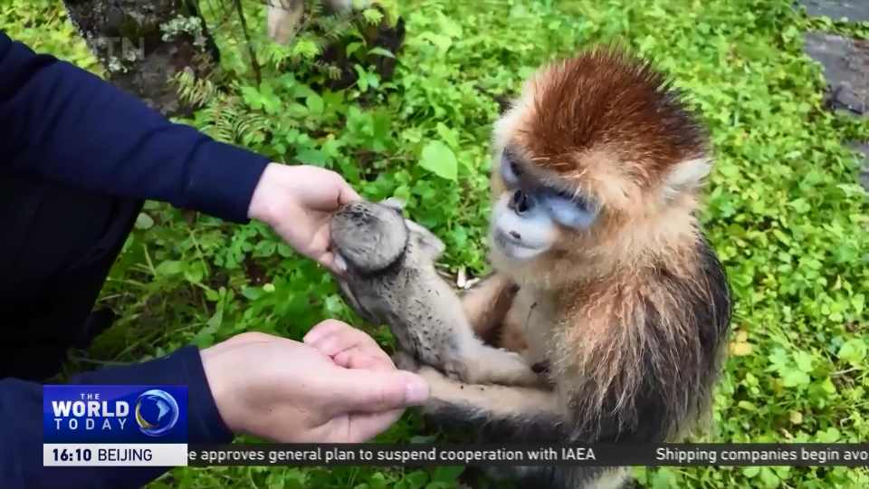 Guardians of the Rare: Meet China's real 'Monkey King' - CGTN